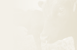 Meats By Linz | Premium Meat Distributor | Meat Purveyor