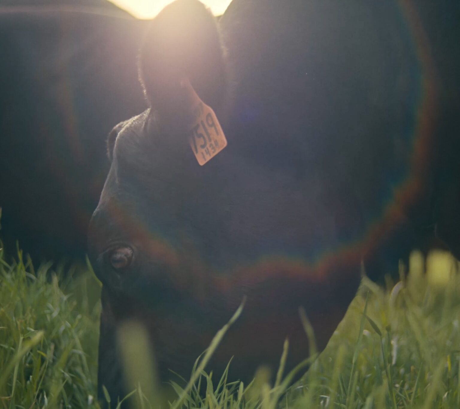 Wholesale Beef | Beef Distributor | Meat Distributor | Meats By Linz