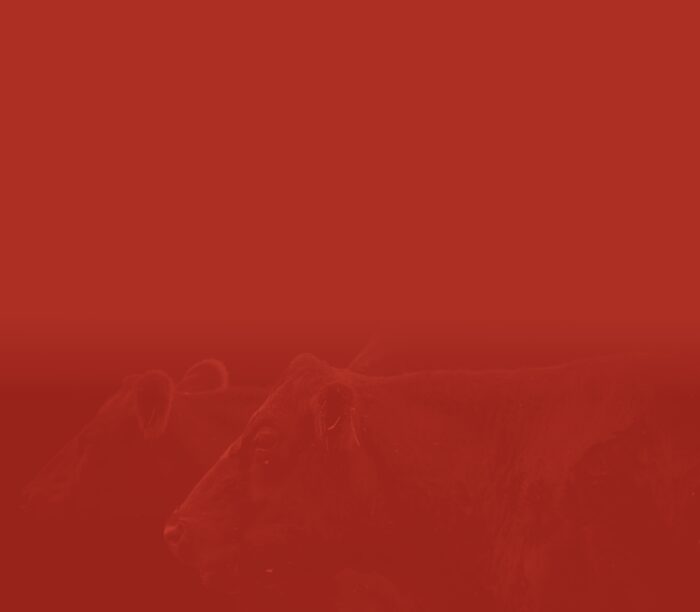 Steak House Preferred | Wholesale Beef | Meat Distributor | Meats By Linz