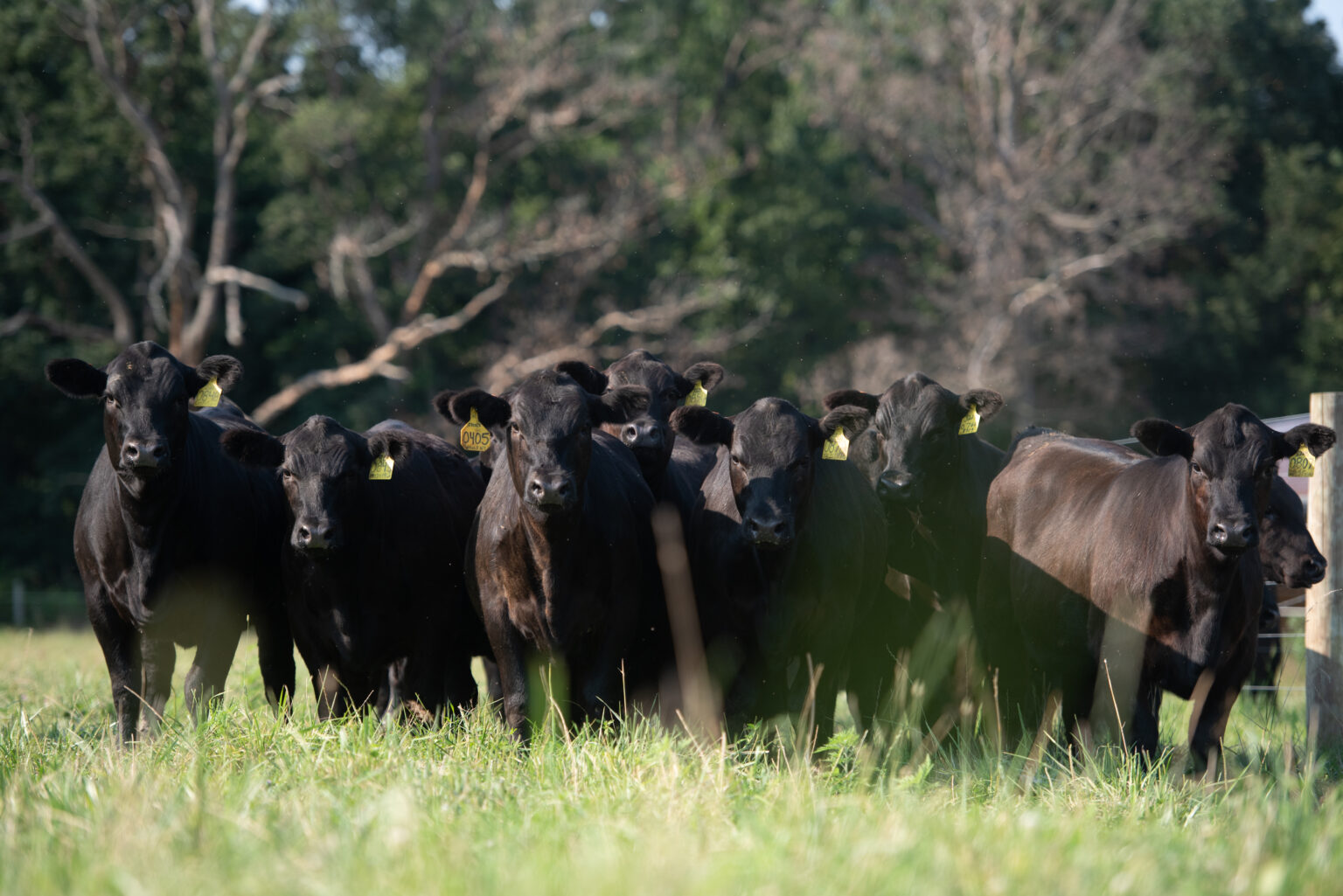 A Training Cheat Sheet for Your Staff to Sell Premium Beef | Meats By Linz